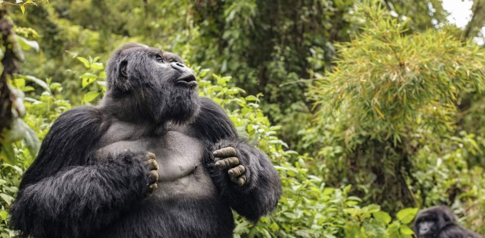 Silverback Gorilla Facts: Silver back gorillas Weight, Size, Diet & Sex