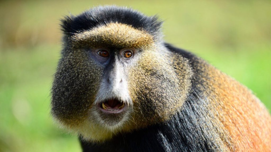 The African Big 5 Animals and where to find them? - Friendly Gorillas ...