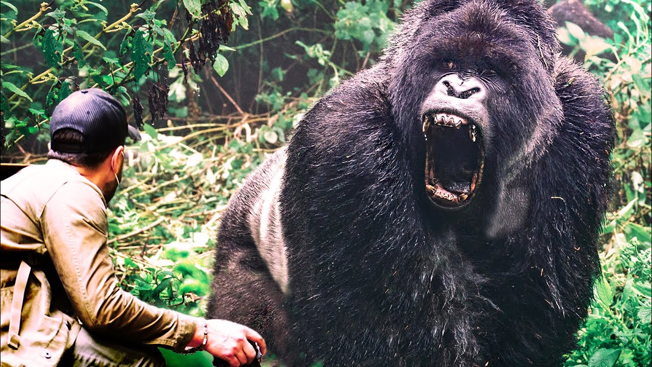 Largest Gorilla – Biggest Silverback Gorilla ever recorded