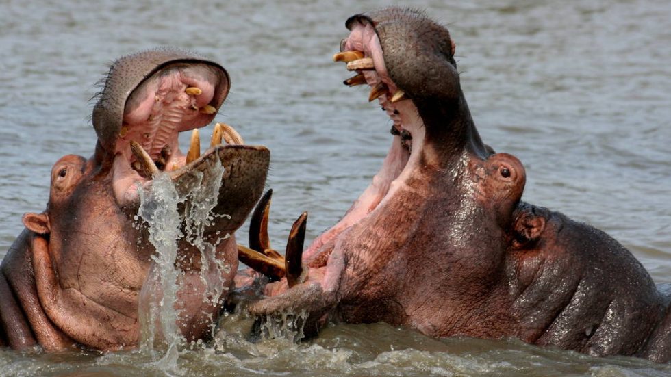 What do Hippos eat? Hippopotamus diet, sex, weight & Facts